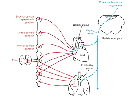 The autonomic nervous system II - RME